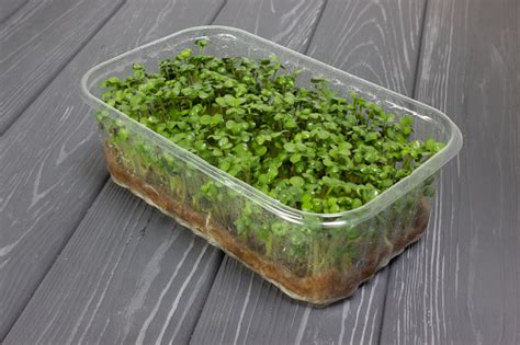 겨자 마이크로 그린이 담긴 용기 샐러드와 건강한 식생활을위한 신선한 겨자의 어린 콩나물 0명에 대한 스톡 사진 및 기타 이미지