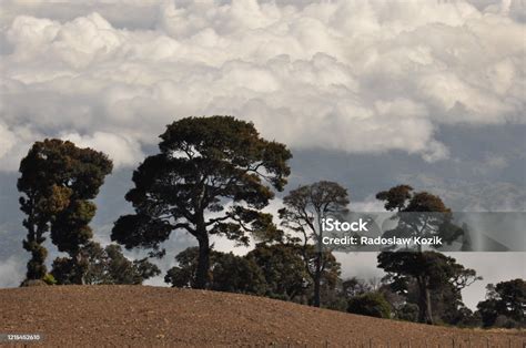 비옥한 토양과 맑은 슬로프에 수많은 작물 코스타리카에서 화산 이라즈의 농업 슬로프 계곡은 화산 원뿔 아래에 매달린 구름으로 둘러싸여 있습니다 0명에 대한 스톡 사진 및 기타