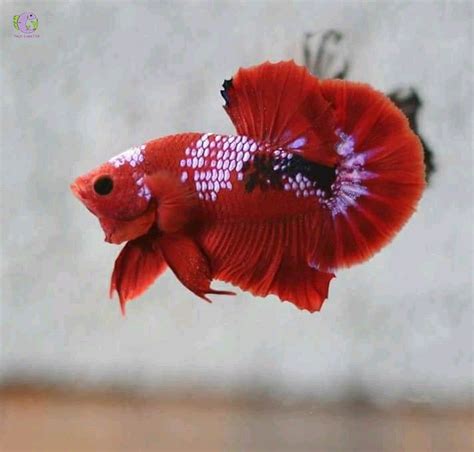 Cá Betta Red Fancy Thủy Sinh Tím
