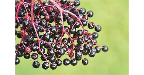 Изсушете си полезни плодчета Български Фермер