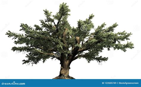 Cedar Of Lebanon Tree Illustration Drawing Engraving Ink Line Art