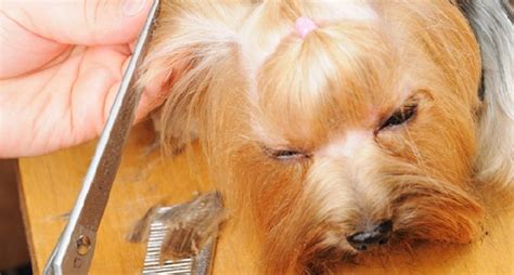 Mobile Dog Grooming Oro Valley Affordable Pet Grooming