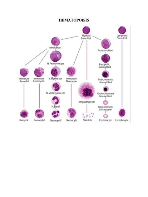 109001 Ciri Morfologi Sel Darah Pk Pdf