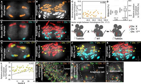 Mitotic Antipairing Of Homologous And Sex Chromosomes Via Spatial