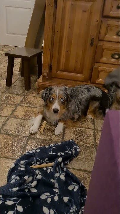 Команда собаке Мини Овчарка Мия Shorts Youtube