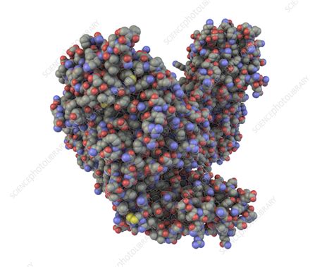 Molecule Of Tetanus Neurotoxin Illustration Stock Image F036 6668