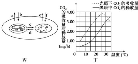 2014光合作用与呼吸作用专题训练 Word文档在线阅读与下载 免费文档