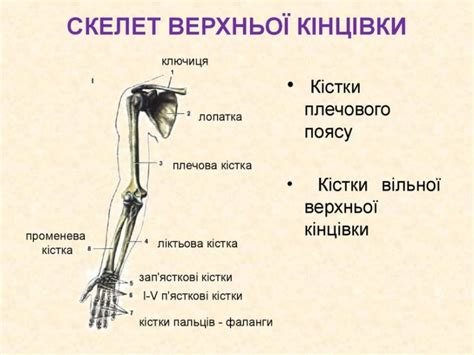 Осьовий скелет людини — склад будова функції