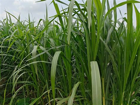 Natural Green Super Napier Grass 6 Feet At Rs 2piece In Prakasam Id