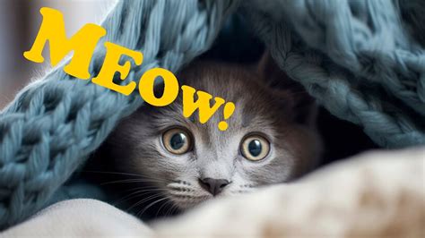 If You Sleep With Your Cat Every Night This Will Happen Youtube