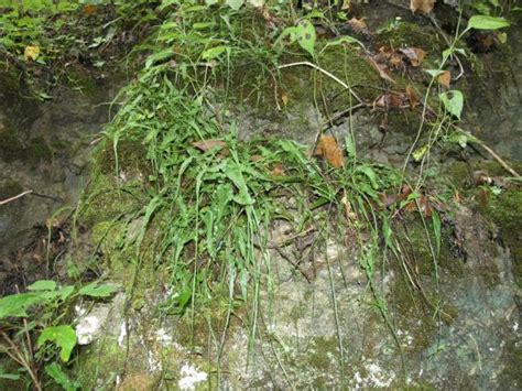 Asplenium Rhizophyllum Flnps
