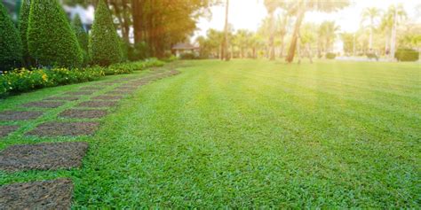 Bermuda Grass Vs St Augustine Grass Growing A Great Lawn