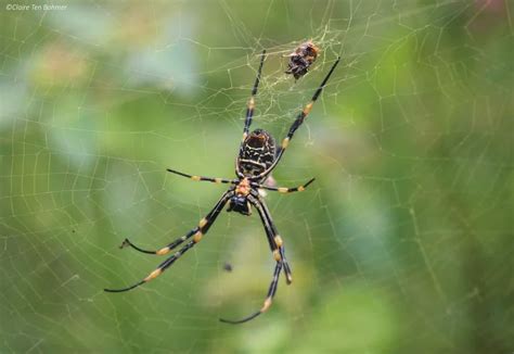 Orb Weaver From Behind Rspiderbro
