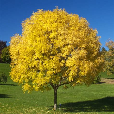 Shademaster Honeylocust Trees For Sale