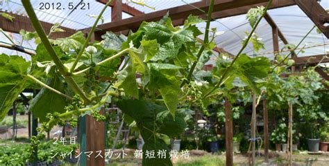 ぶどう、2年目「シャインマスカット」、新短梢栽培、これは有効と思う 趣味の 果樹、今年も「ぶどう」と、新たに「桜桃」に注力