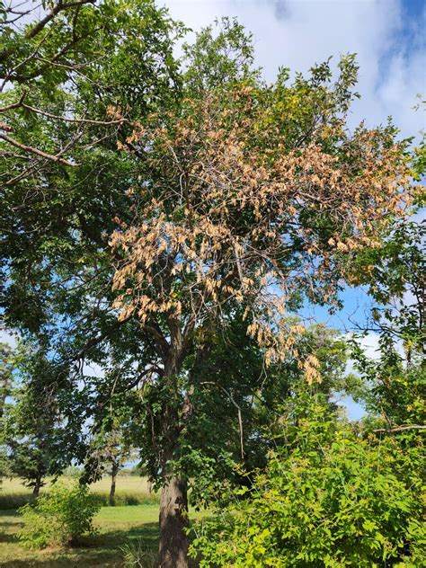 Dutch Elm Disease What Is It And Why Should We Care