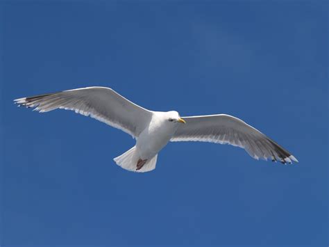 File Seagull Flying 5