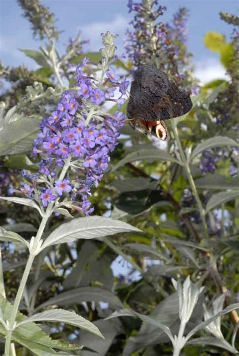 Le Buddleia De David Larbre Aux Papillons Le Buddleia De David L