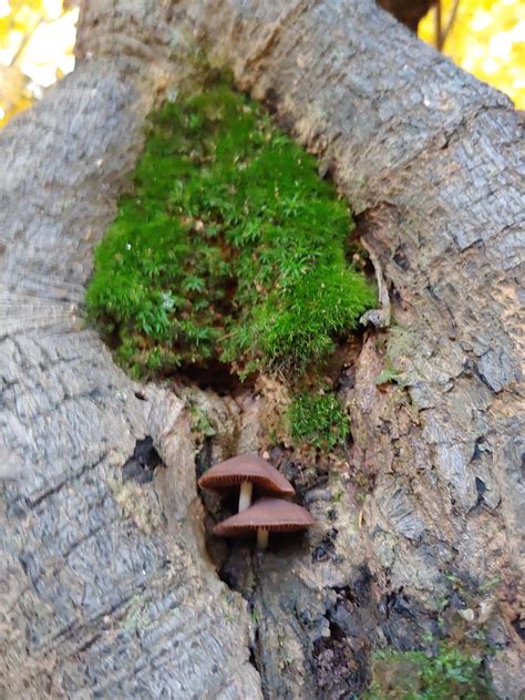 6 Best Umynycha Images On Pholder Mycology Monarch Butterfly And Edible Plants