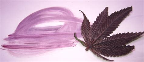 Phantom Seed Bank International