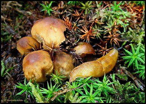 Wenn Es Regnet Foto And Bild Dokumentation Wiese Natur Bilder Auf