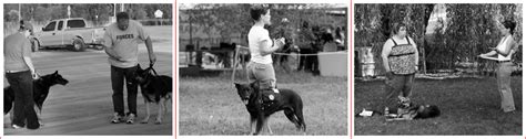 Como Fazer O Cachorro Latir Menos Blog Da Pet Anjo