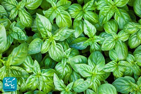 سبزیجات صیفی جات طب سنتی طب ایرانی پیام تندرستی