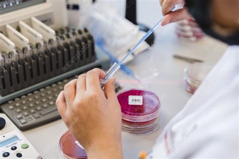 Bacterial Susceptibility Testing Stock Image C050 8964 Science