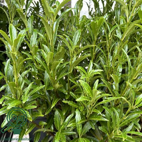 Prunus Laurocerasus ‘sofia Find Haveplanter