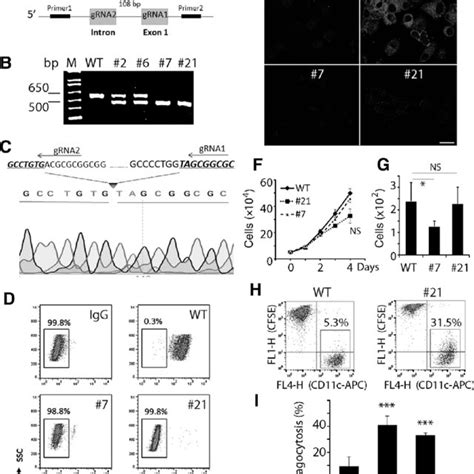 Establish Cd47 Ko Human Gbm Cells By Genome Editing A Schematic Graph