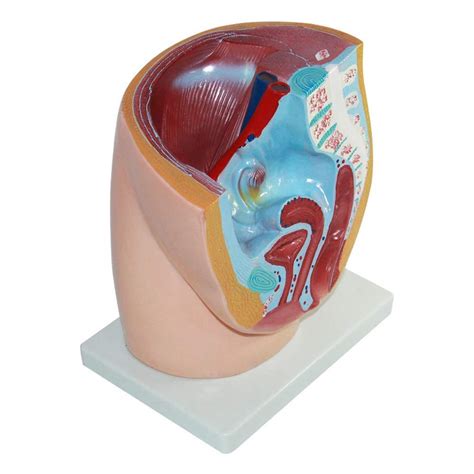 Buy Professional Educational Model Female Pelvic Model11human Female
