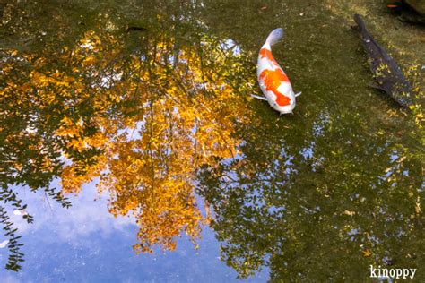 詩仙堂 紅葉 16 by キノッピー ID12759634 写真共有サイト PHOTOHITO