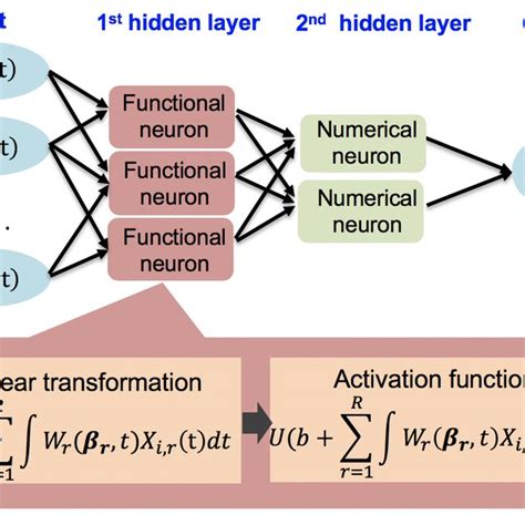 the architecture of a fnn with three functional neurons on the first