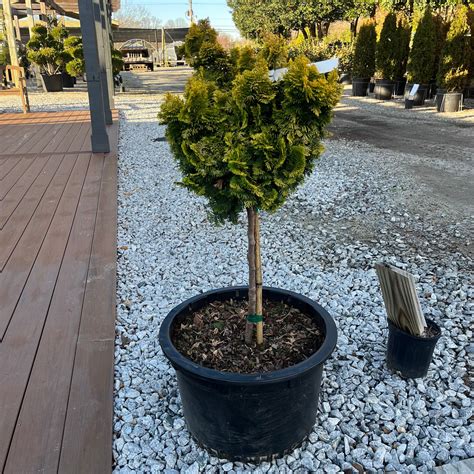 Nana Lutea Hinoki Cypress Topiary Lichtenfelts