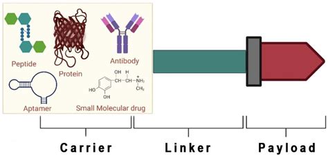 Peptide Drug Conjugates A New Hope For Cancer Management