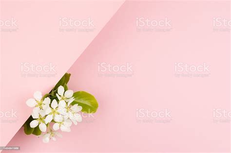 하얀 사과 나무 꽃이있는 여름 낭만적 인 꽃 분홍색 배경 광고 브랜딩 정체성 복사 공간을위한 파스텔 핑크 배경에 텍스트 템플릿을