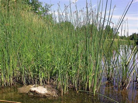 Pond Weed And Plant Identification Guide Hydrosphere Water Gardens