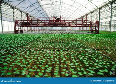 Plants Grow In A Greenhouse Stock Image Image Of Growing Fresh