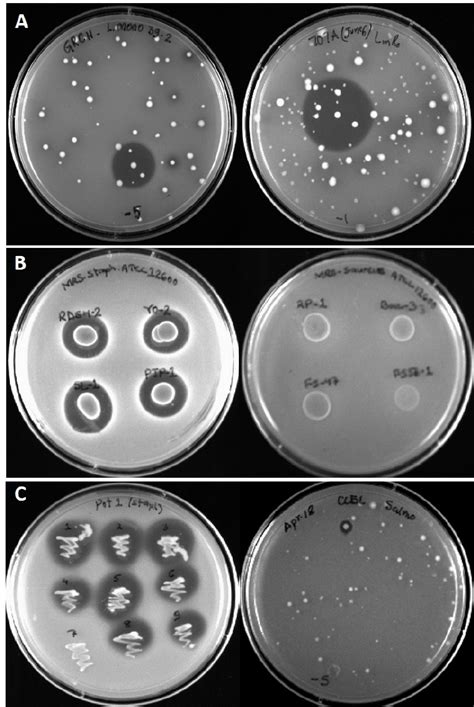 Bacteriocin Inhibition Zones From Overlaid Producer Colonies Deferred