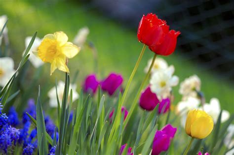 A Primavera