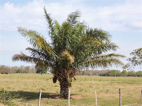 Theristicus Scheelea Phalerata