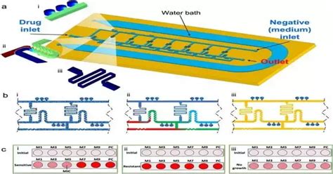 Microfluidic Ladder Systems For Fast Antibiotic Susceptibility Testing