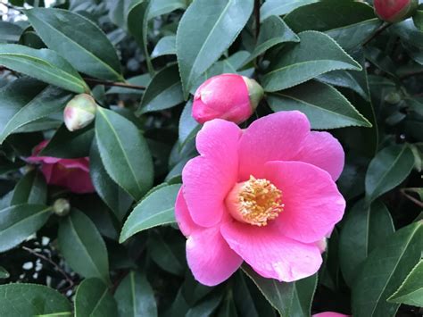 In Defence Of Christopher Chope