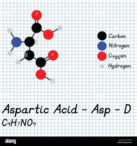 Aspartic Acid Asp D Amino Acid Molecular Formula And Chemical