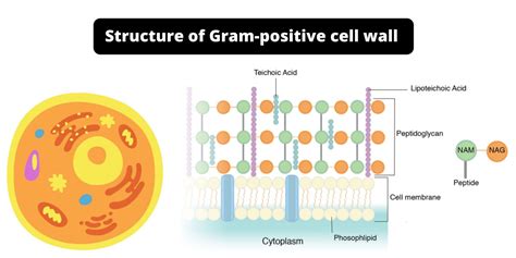 Bacterial Toxin Definition Types Example Biology Notes Online