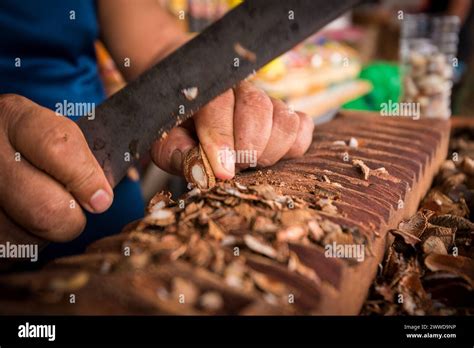 Man Manually Processing Brazilian Nuts From Para With Machete In Ver O