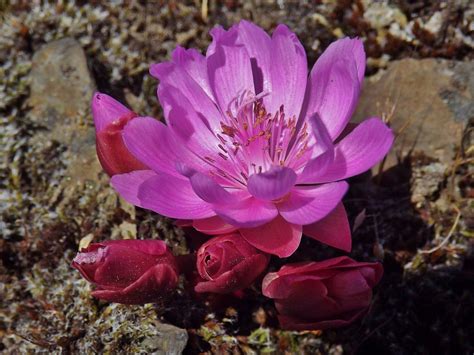 Bitterroot Garden Pink Free Photo On Pixabay
