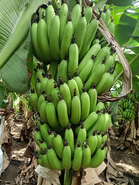 Mr Bannana Company Punjab Khanna