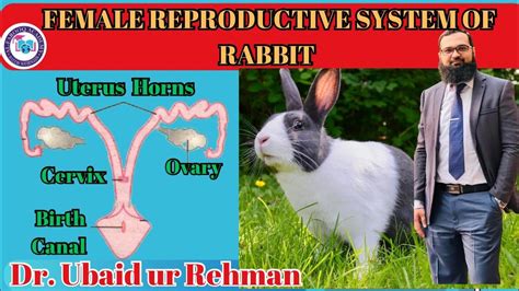 1411 Female Reproductive System Of Rabbit Class 10 Biology Youtube