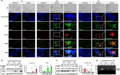 Increase In Dna Damage γ H2ax Stained Nucleus And Inactivation Of